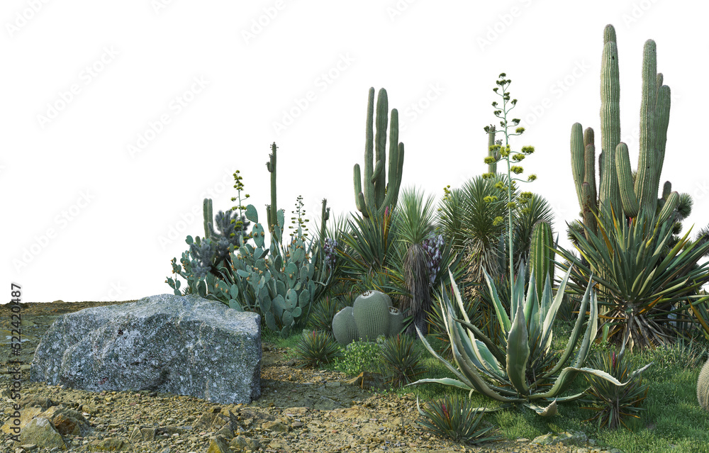 Cactus on transparent background Stock Illustration | Adobe Stock