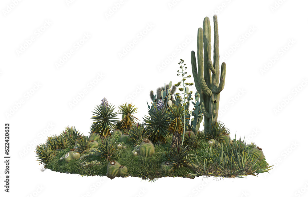 Cactus on transparent background Stock Illustration | Adobe Stock