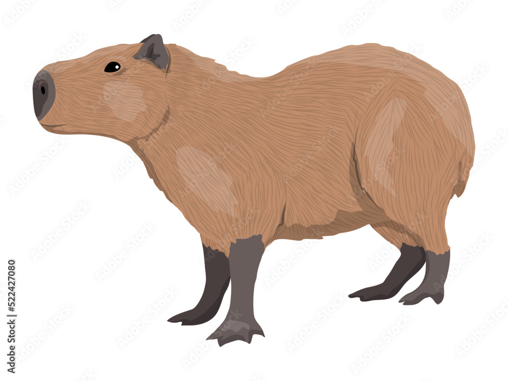 The capybara stands sideways. Wild animals of South America. vector ...