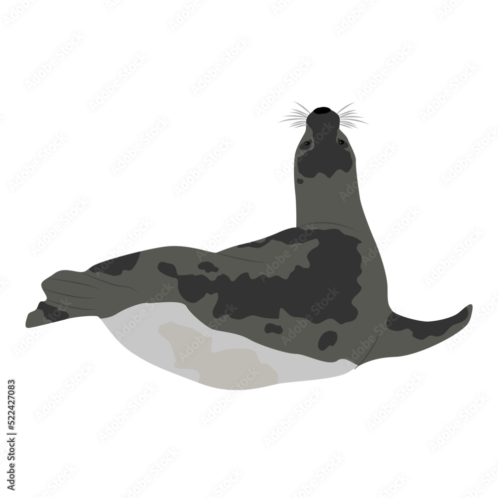 Harp Seal raised up on flippers and looks forward. Animals mammals of ...