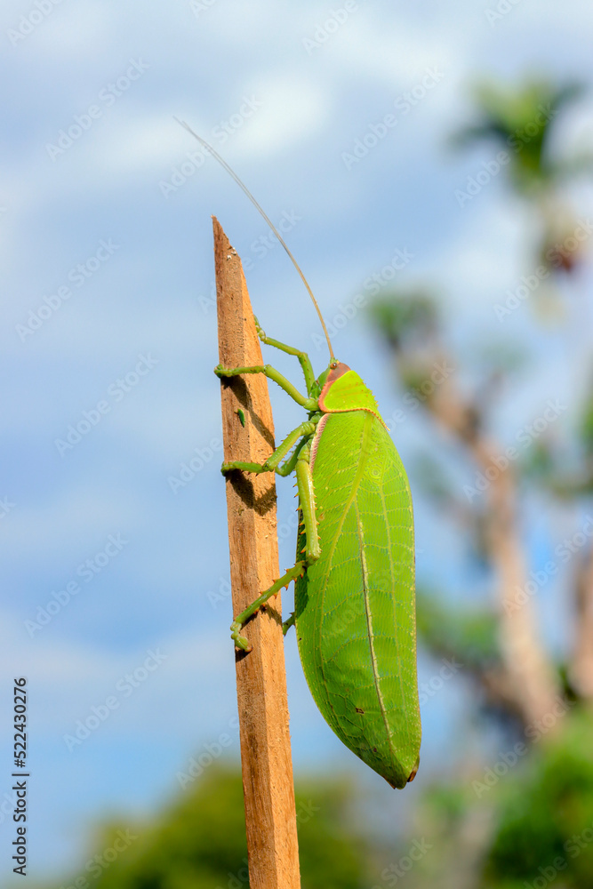 Green grasshoppers are invertebrate insects. animals in nature macro ...