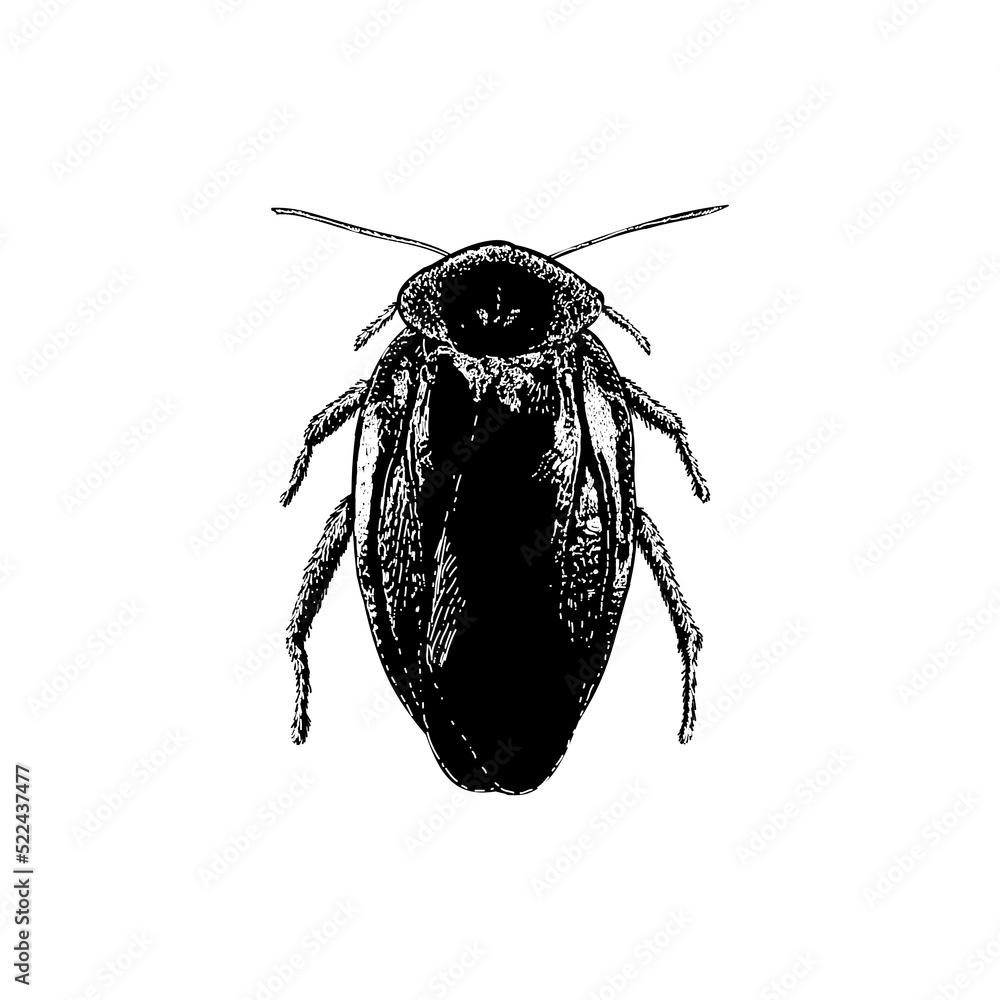 Death’s Head Cockroach hand drawing vector illustration isolated on ...