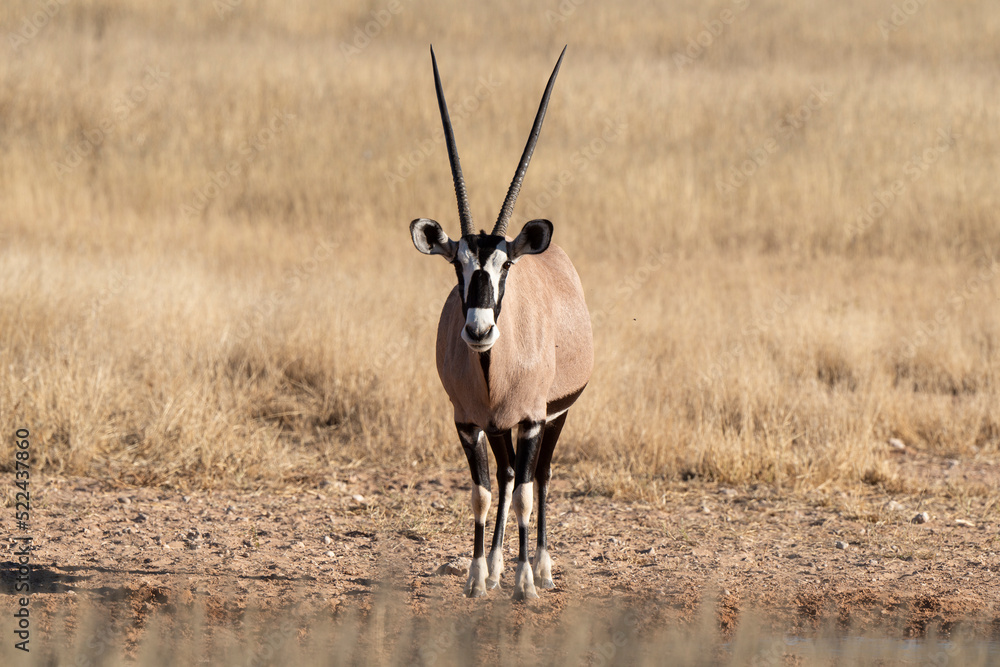oryx gazelle, gemsbok, Oryx gazella, Parc national Kalahari, Afrique du ...