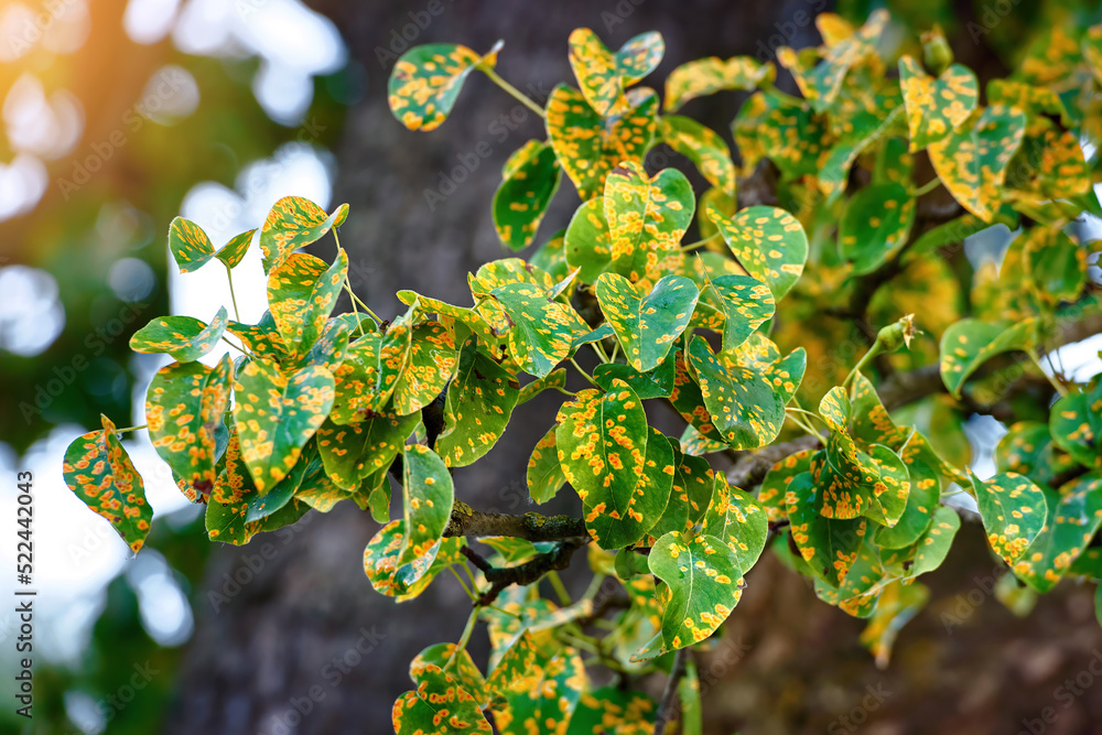 Foto de Pear tree disease, rust spots on leaves, fungal infection ...
