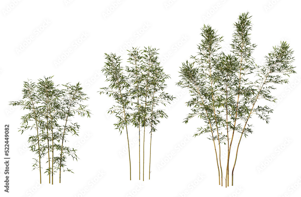 Bamboo tree on transparent background Stock Illustration | Adobe Stock