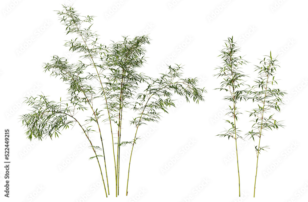Bamboo tree on transparent background Stock Illustration | Adobe Stock