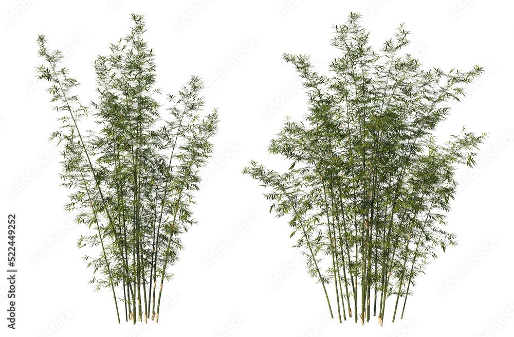 ภาพประกอบสต็อก Bamboo tree on transparent background ภาพ | Adobe Stock