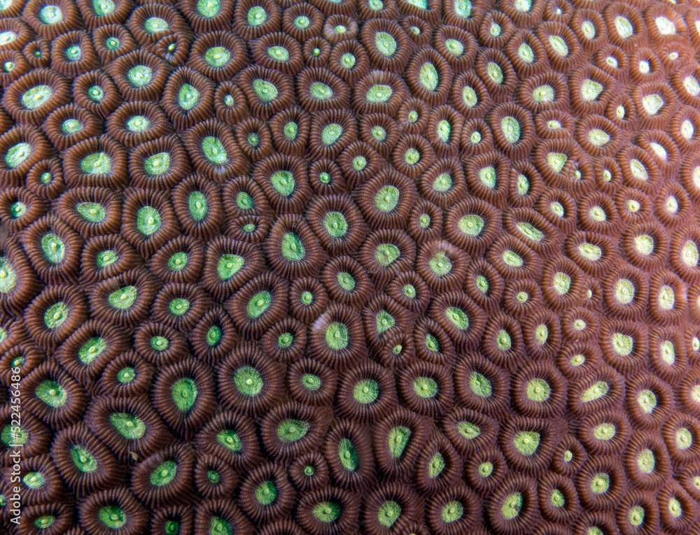 Favia brain coral in a shallow reef Boracay Island Philippines foto de ...