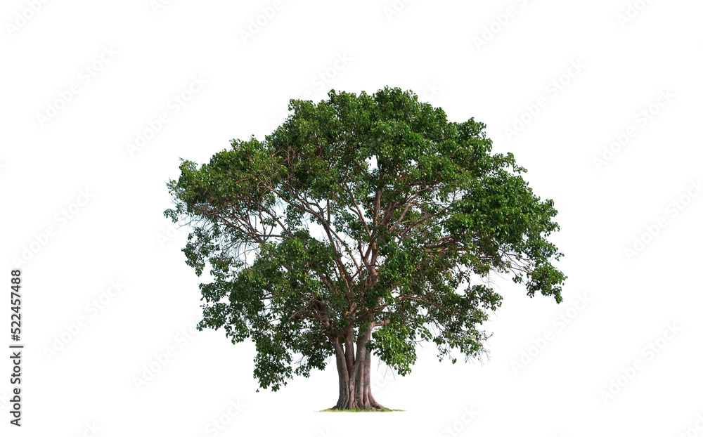 Large Bothi tree or Pipal tree on transparent background, Png file ...