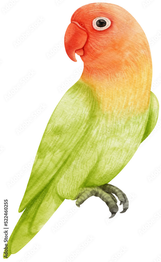 Watercolor lovebird illustration Stock Illustration | Adobe Stock