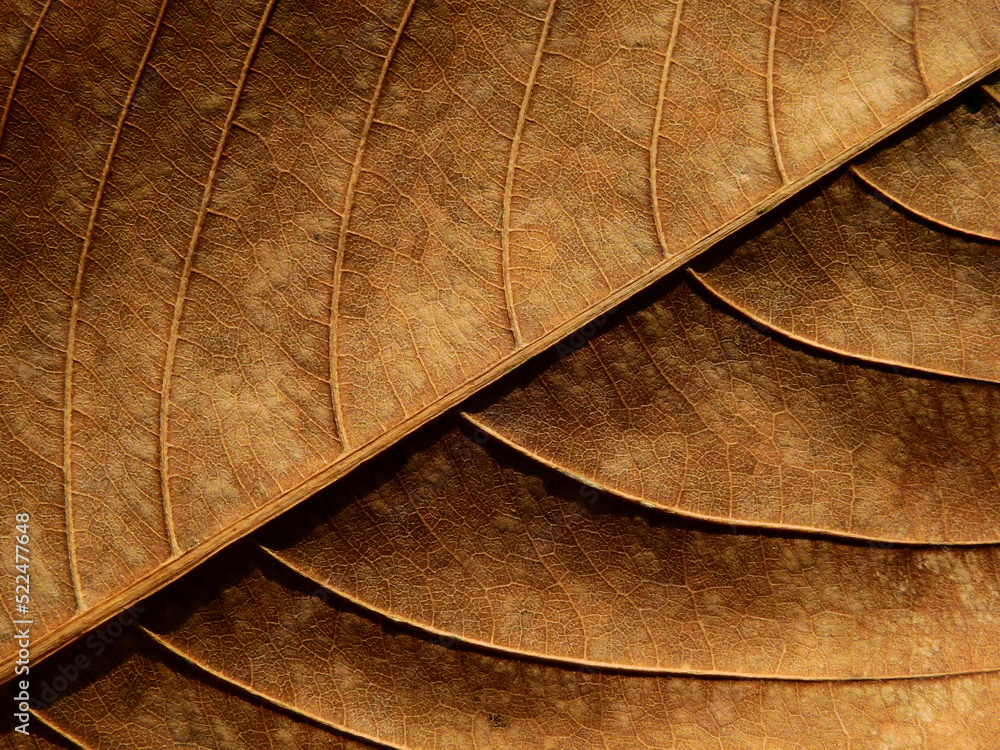 dry brown leaf of Queen's crape myrtle ( Lagerstroemia speciosa (L ...