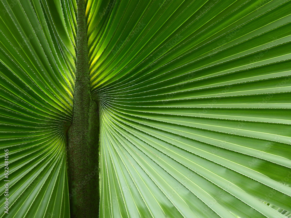 green palm leaf of Talipot Palm ( Corypha umbraculifera L. ) Stock ...