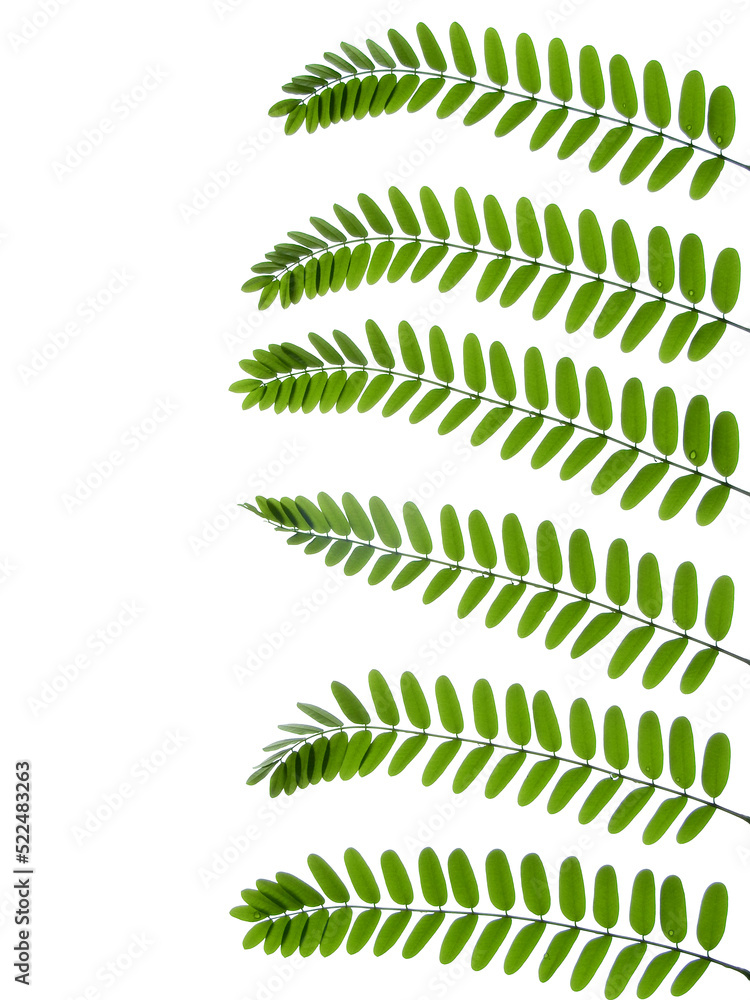 green leaf of Golden Flame Tree ( Delonix regia (Bojer ex Hook) Raf ...