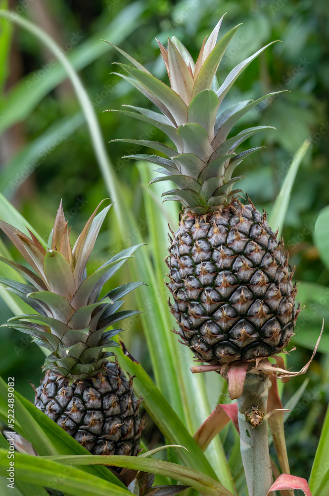 Young Peach Pineapple fruits growing on a plant. Peach Pineapple is a ...