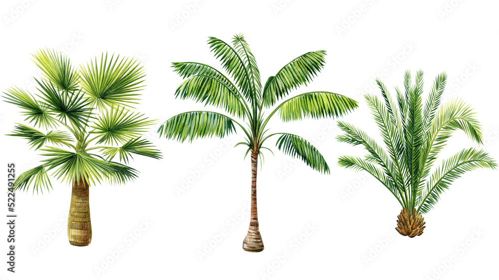 Set Palm trees, tropical plants on isolated white background, clip art ...