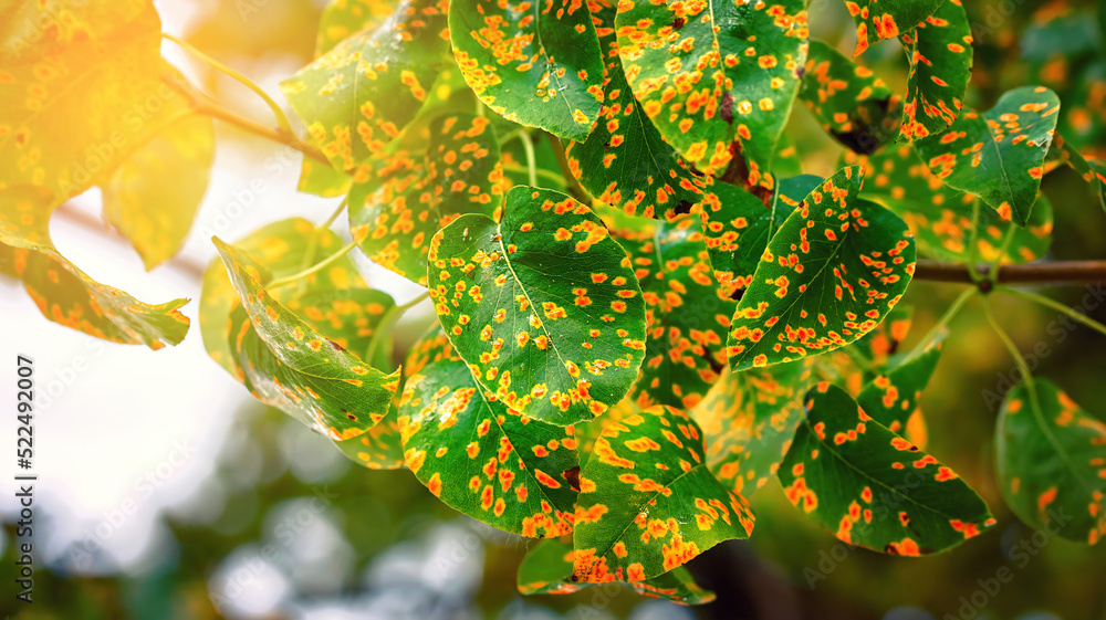 Gymnosporangium sabinae, trellis rust of pear. Pear tree disease, rust ...