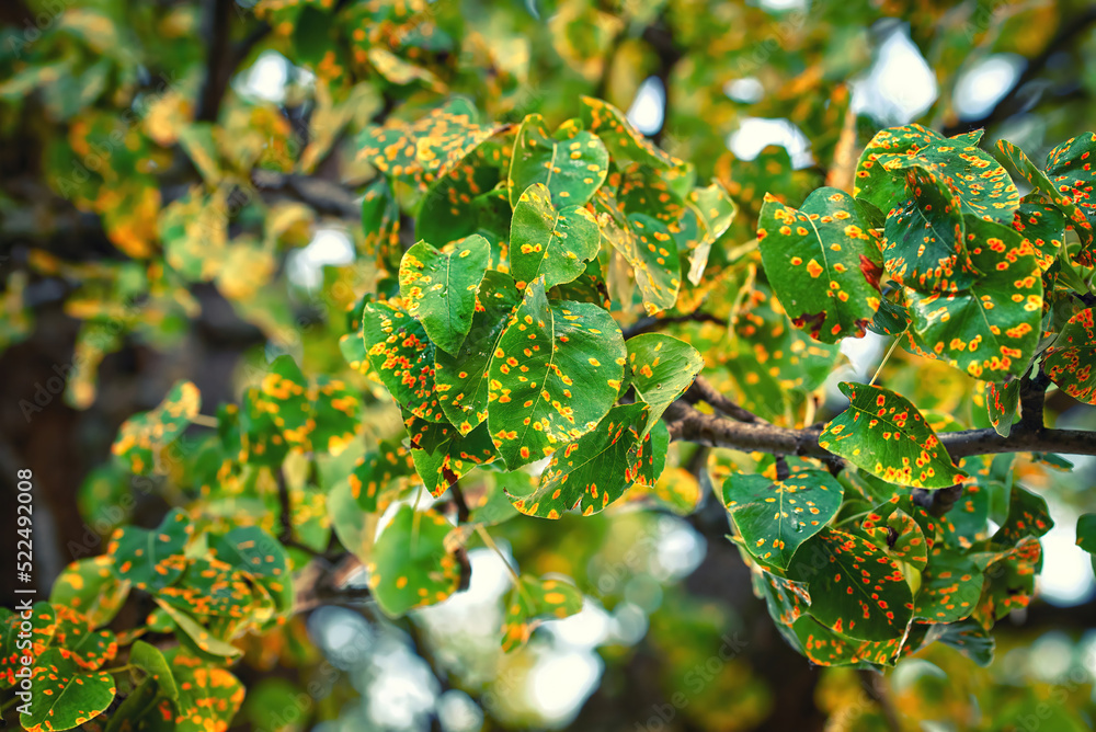 Gymnosporangium sabinae, trellis rust of pear. Pear tree disease, rust ...