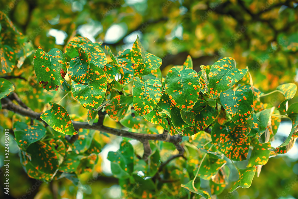 Fotka „Gymnosporangium sabinae, trellis rust of pear. Pear tree disease ...