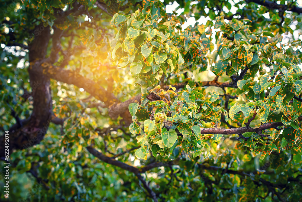 Pear tree fungal disease Gymnosporangium sabinae, rust-infected pear ...