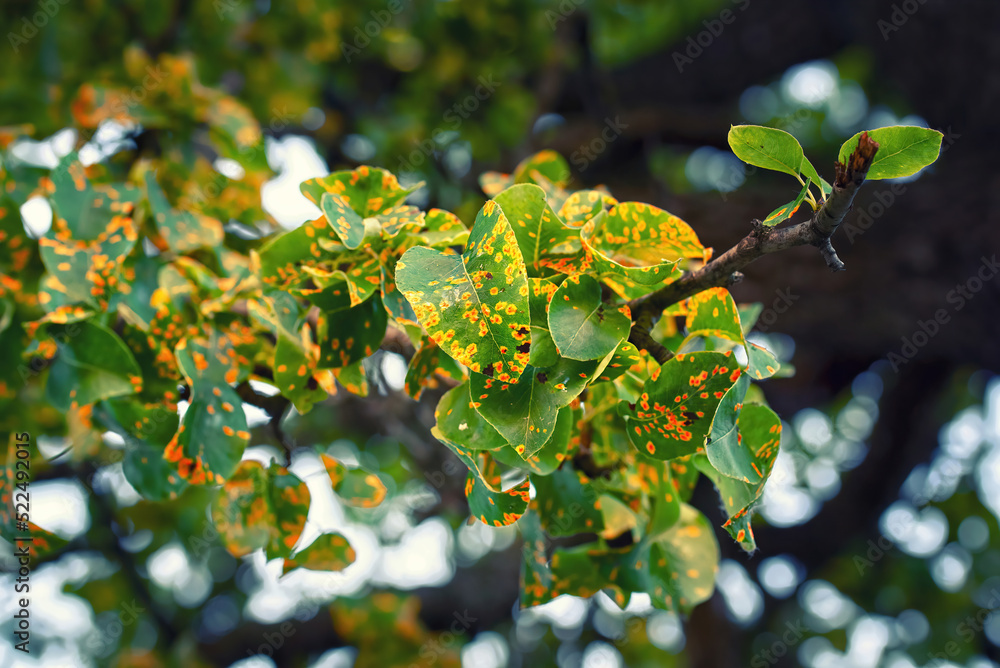 Pear Tree Fungal Disease Gymnosporangium Sabinae Rust Infected Pear