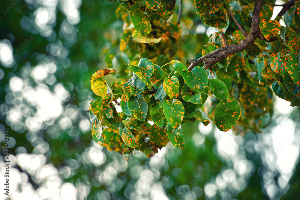 Rust fungus on pear leafs. Pear tree disease, Gymnosporangium sabinae ... Rust fungus on pear leafs. Pear tree disease, Gymnosporangium sabinae ...