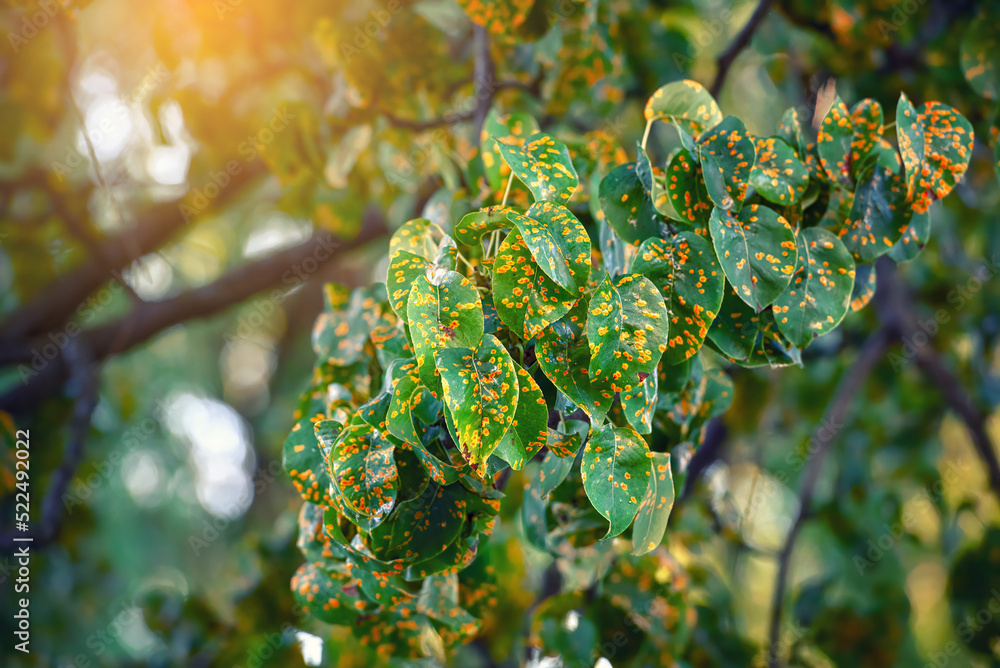 Rust fungus on pear leafs. Pear tree disease, Gymnosporangium sabinae ...