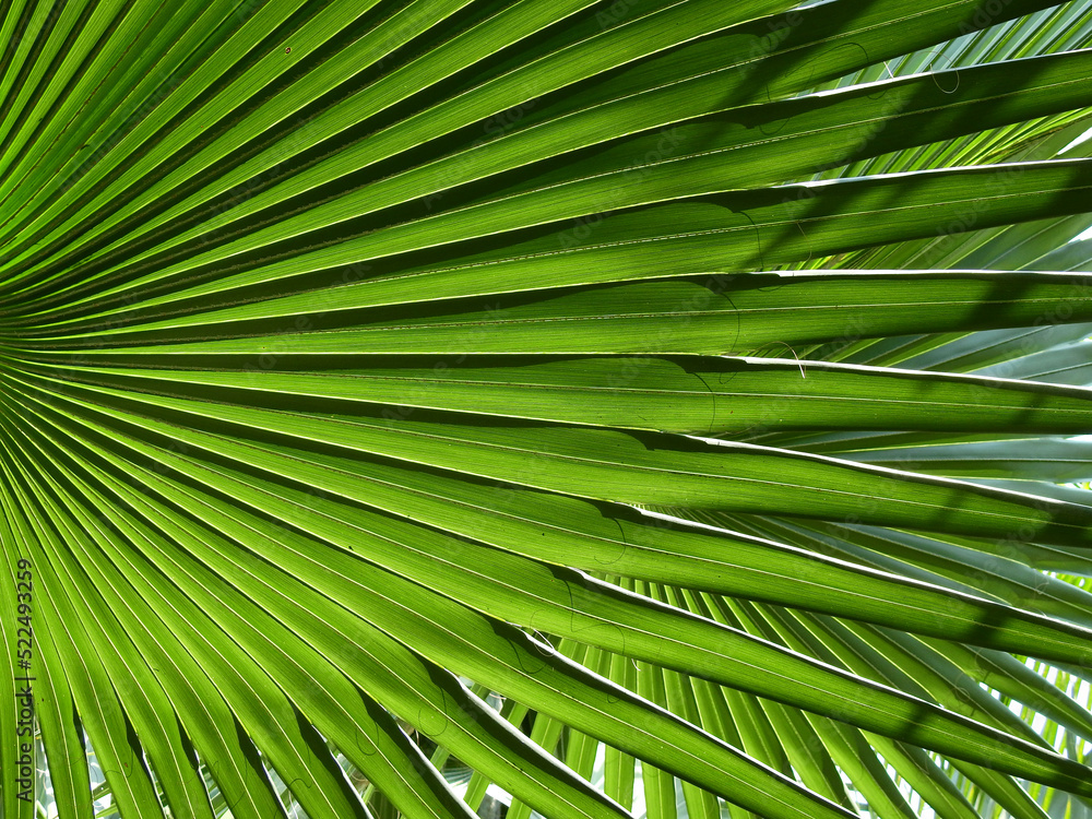 green palm leaf of Talipot Palm ( Corypha umbraculifera L. ) Stock ...