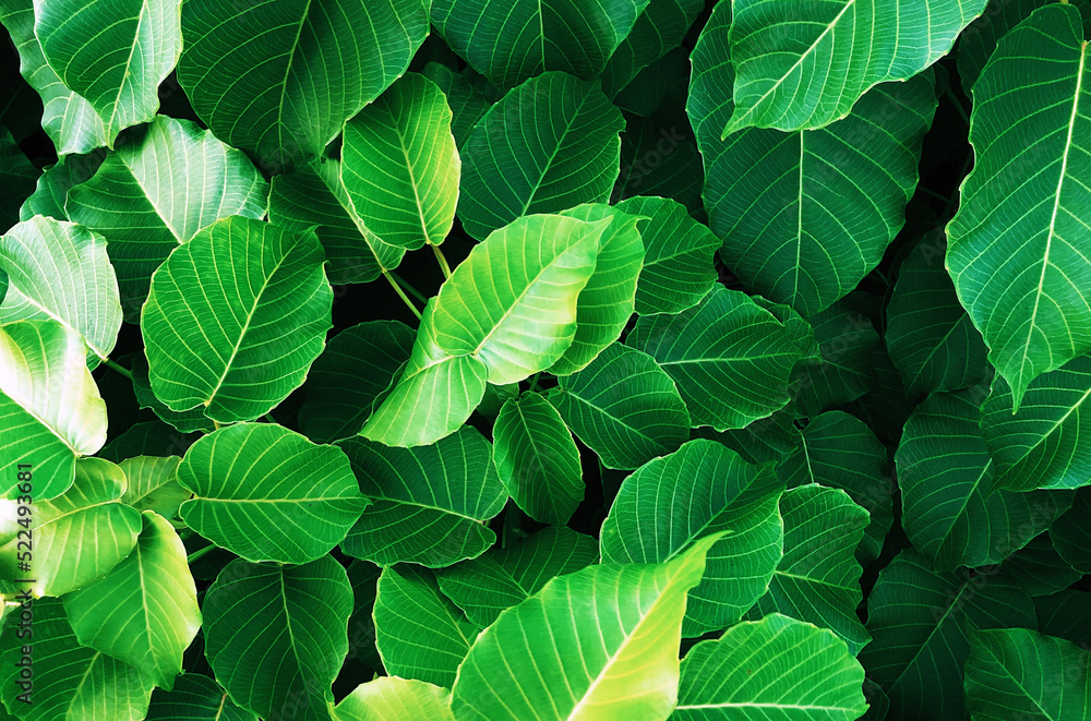 3d illustration of green leaves texture, nature background Stock ...
