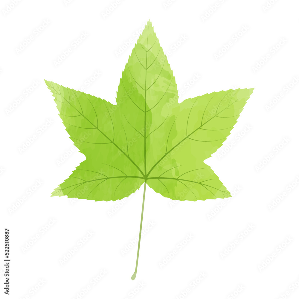 Vector watercolor illustration of a sweet gum tree leaf isolated on ...
