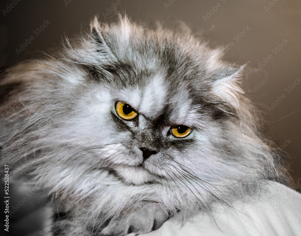 Gray Persian Cat With Amber Eyes