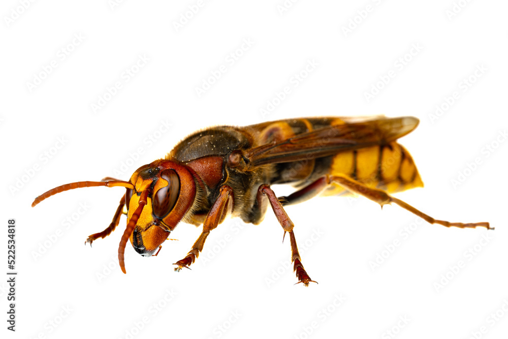 insects of europe - wasps: macro of european hornet ( Vespa crabro ...