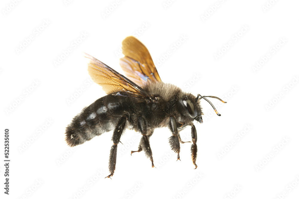 insects of europe - bees: side view macro of male violet carpenter bee ...