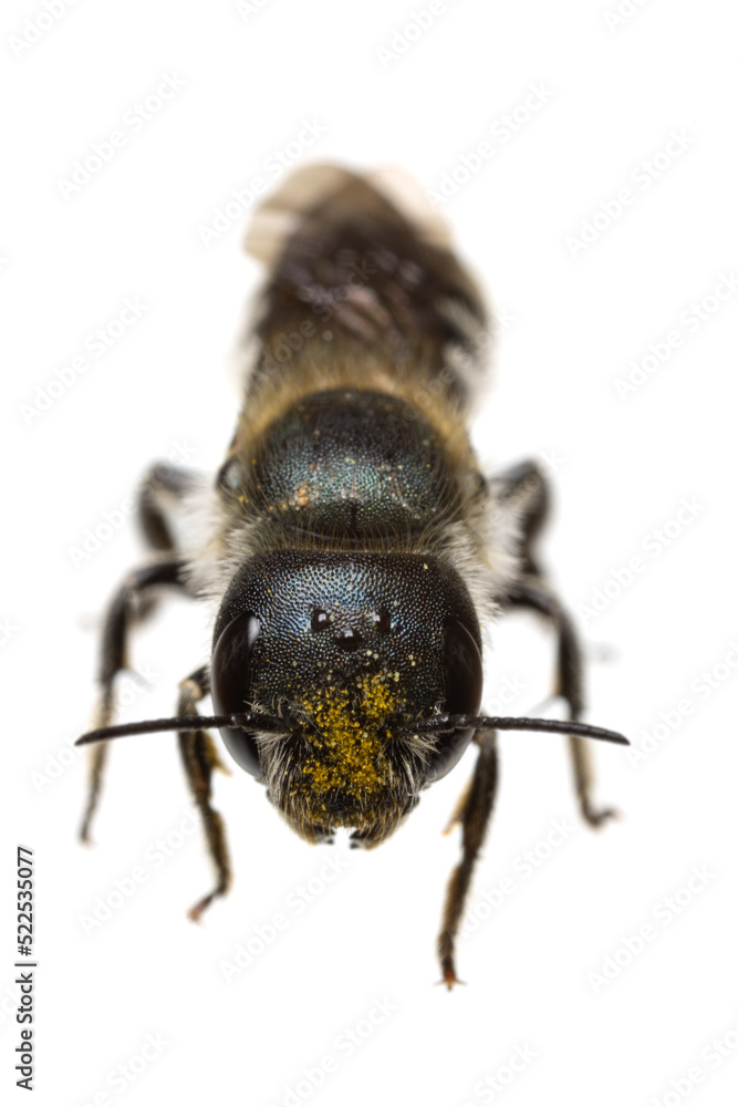 insects of europe - bees: front view - head of female Osmia ...