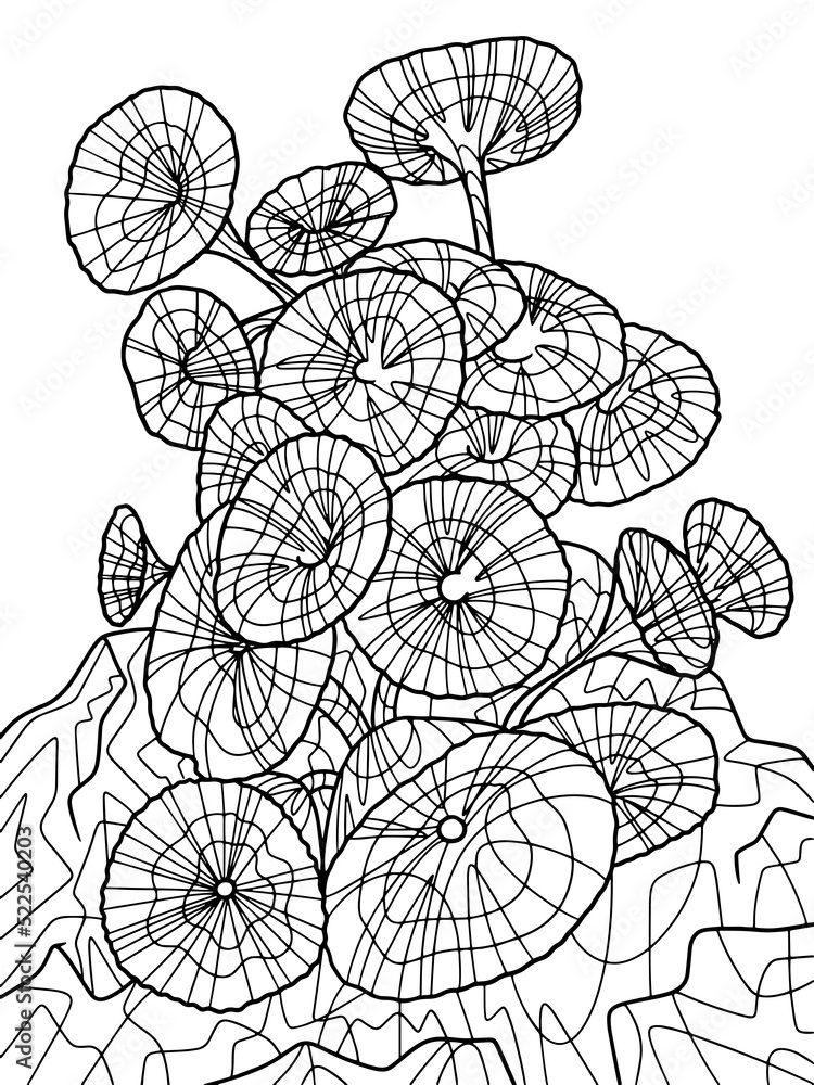 Padina pavonica, seaweed isolated. Freehand sketch for adult antistress ...