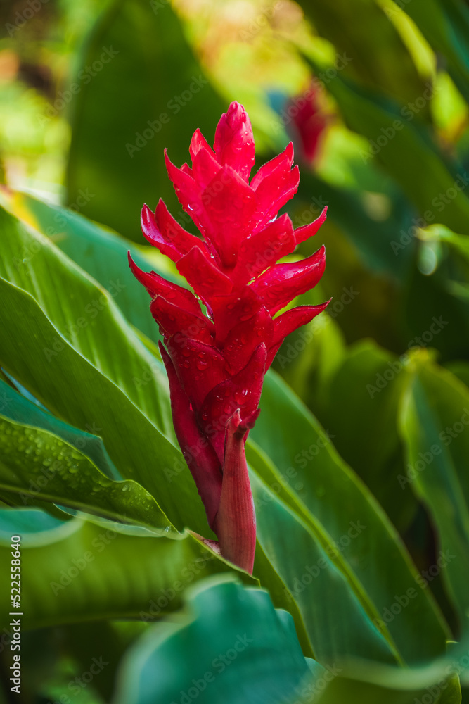 Alpinia purpurata también conocida como red ginger Stock Photo | Adobe ...