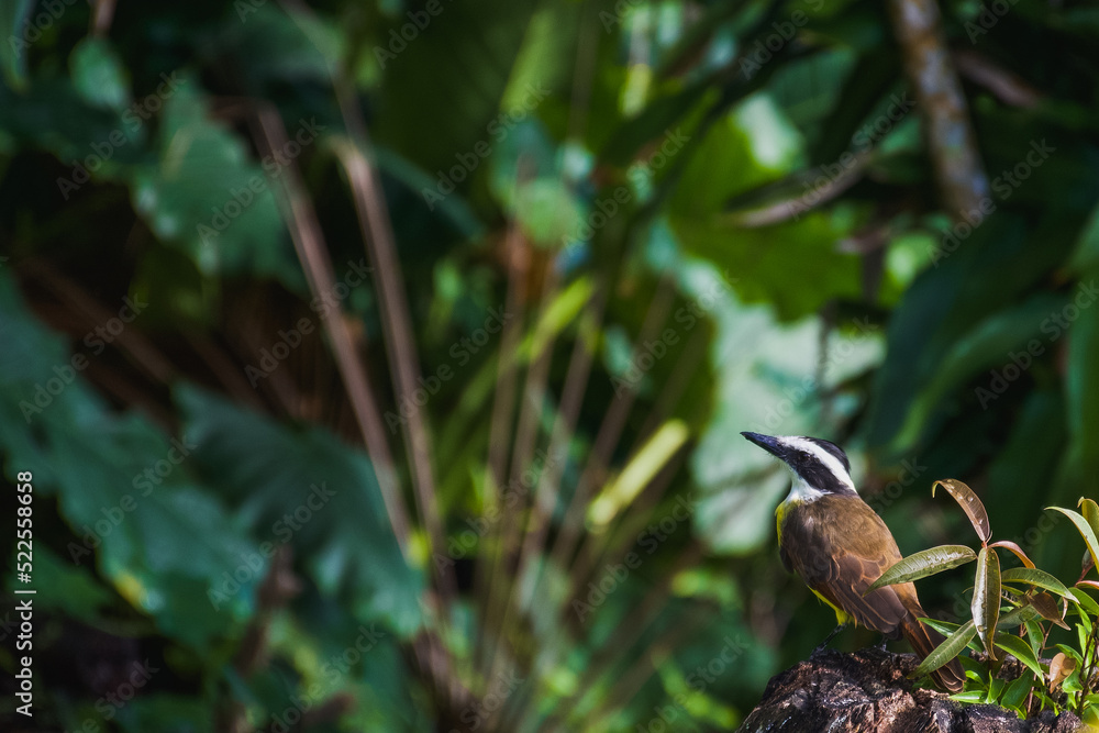 Great kiskadee (Pitangus sulphuratus) también conocido por ser un ave ...