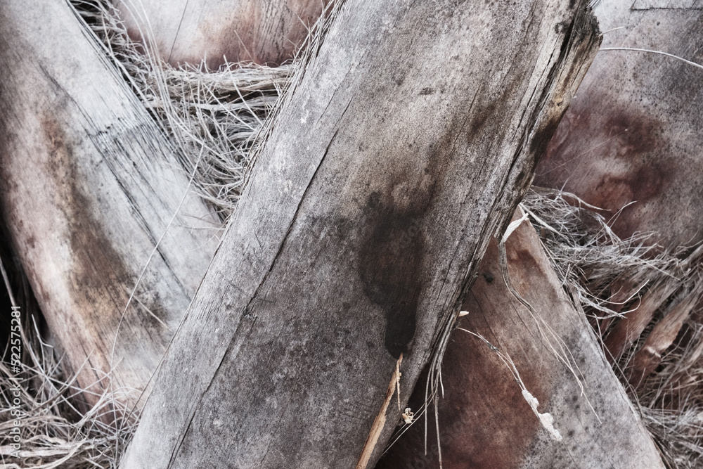 Palm tree closeup texture and pattern, tropic palm tree trunk, textured ...