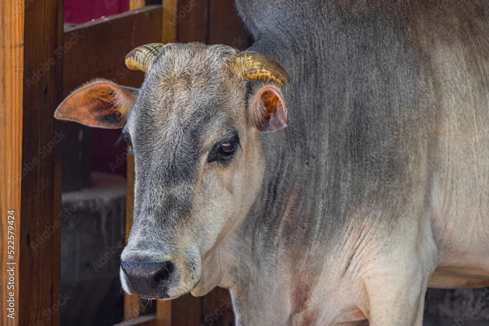 Pygmy Zebu White Cow (Bos Taurus Indicus) With Golden Horn In A Barnyard Native In Sri Lanka ...