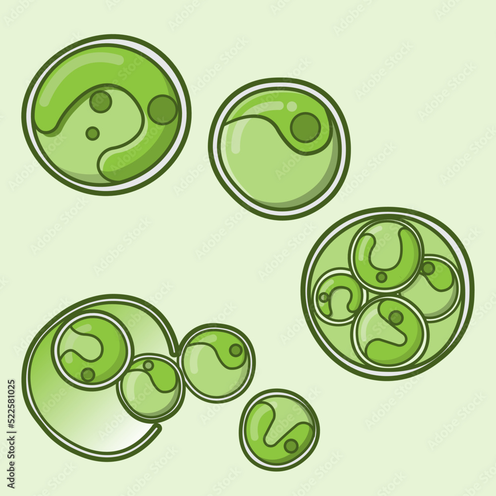 Vetor de Chlorella is a green unicellular microalgae that is ...