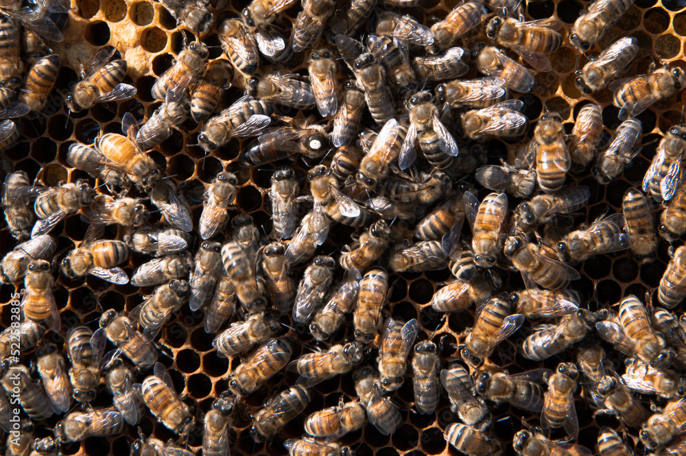 Frame full of honey bees with the queen bee marked white Stock Photo ...