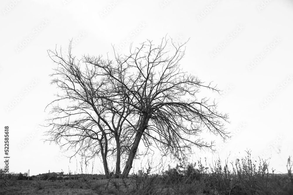 Tree and branches of the tree. Out line of dry tree branch isolated on ...