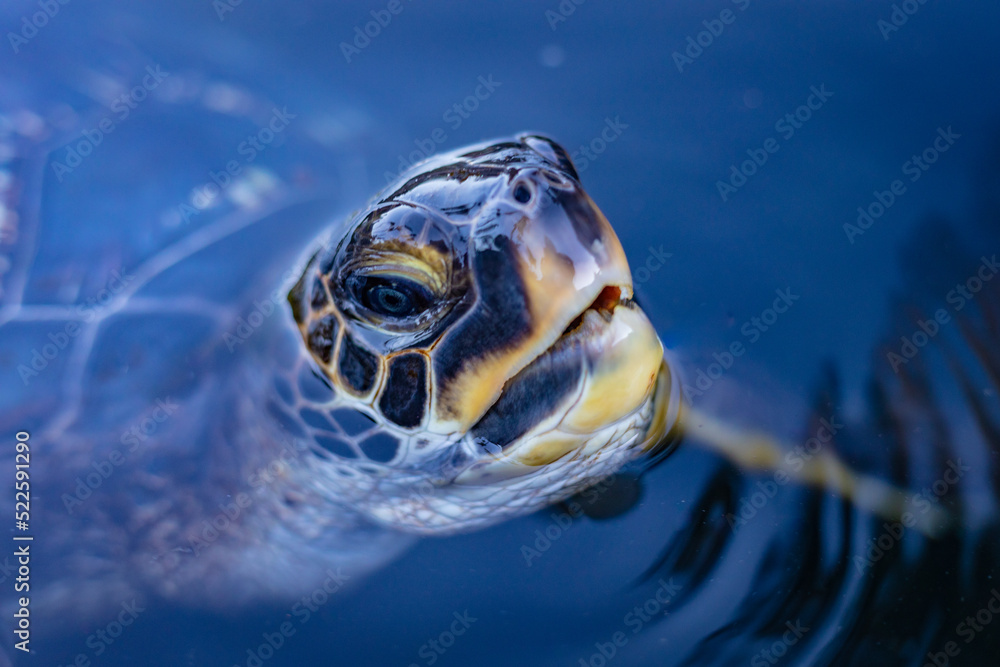 Hawaiian Green Sea Turtle Head Up Stock Photo | Adobe Stock