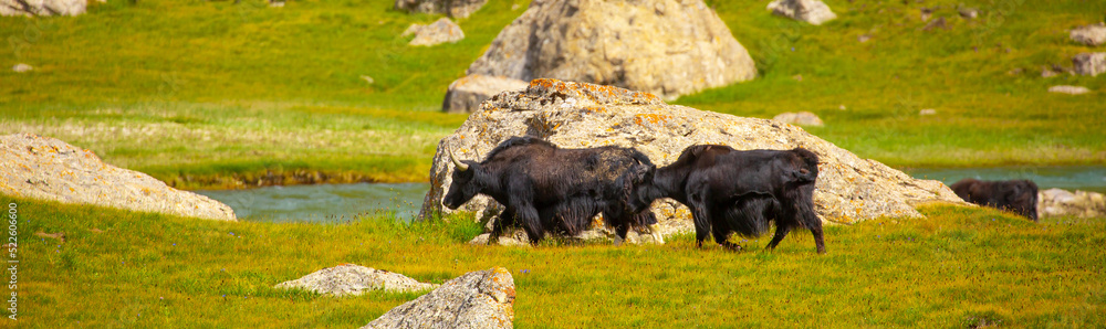 A herd of yaks graze in the mountains. Himalayan big yak in a beautiful ...