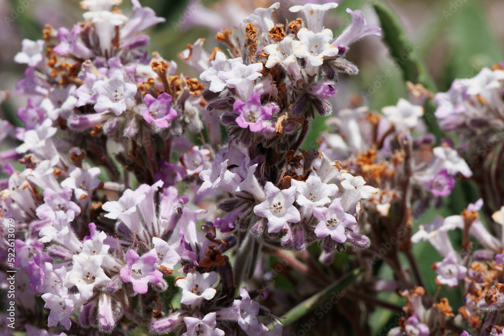 Pink flowering terminal scorpioid cymose panicle inflorescences of ...