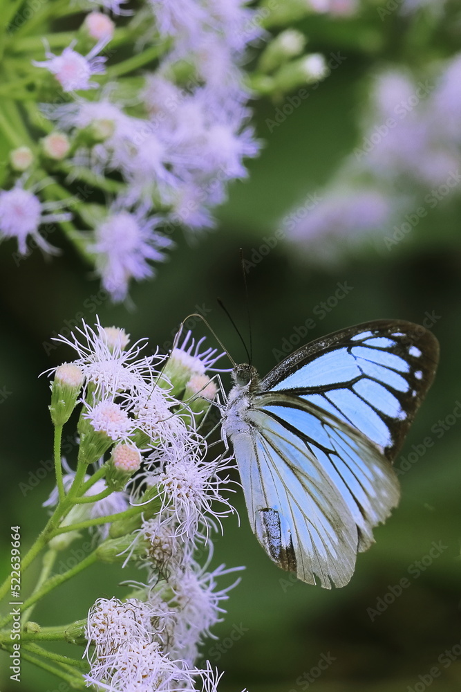 common gull butterfly (cepora nerissa) sitting on wild flower and ...