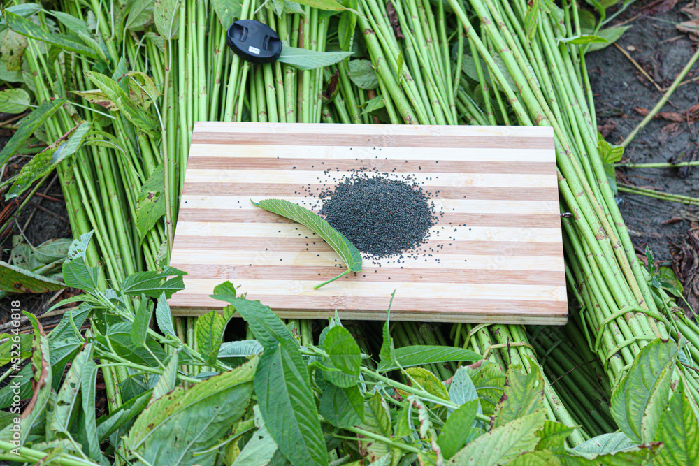 green raw jute tree with seed Stock Photo | Adobe Stock