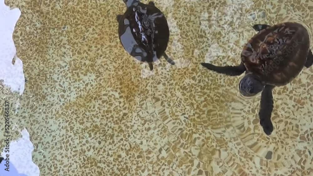 Sea turtles in pond for conservation breeding , sea turtle breeding ...