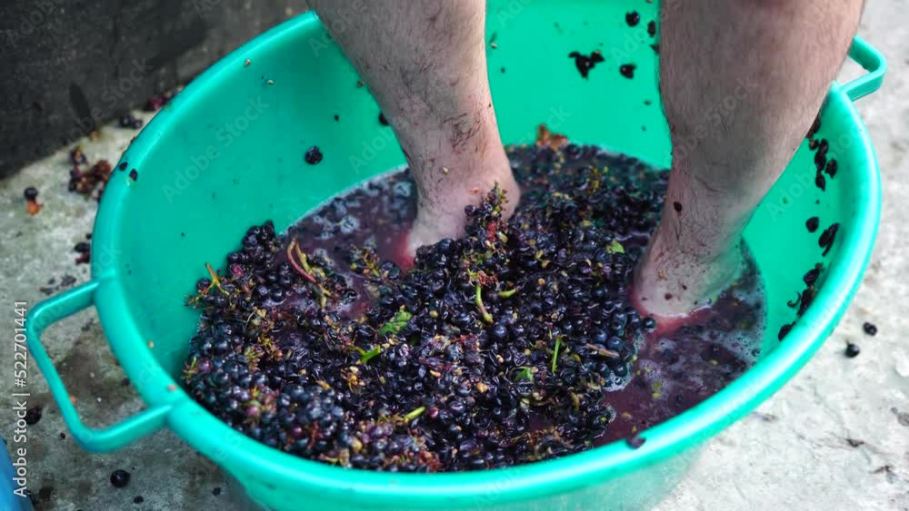 Grape-treading or grape-stomping in traditional winemaking. Senior ...