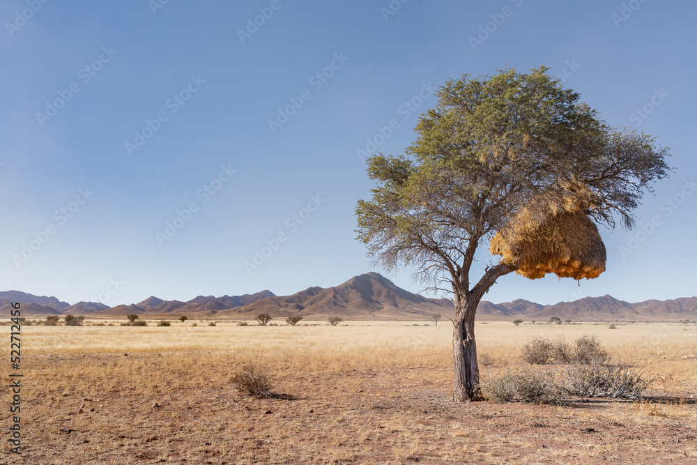Communal nest of sociable weavers (Philetairus socius) in Acacia tree ...