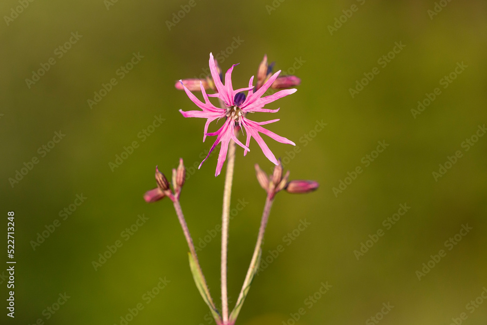 Silene flos-cuculi (Lychnis flos-cuculi), commonly called ragged-robin ...